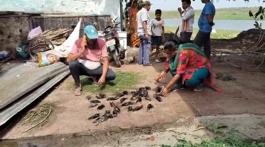 Bhagalpur Bird News: तूफान ने मचाई तबाही, हजारों पक्षियों की मौत से ...