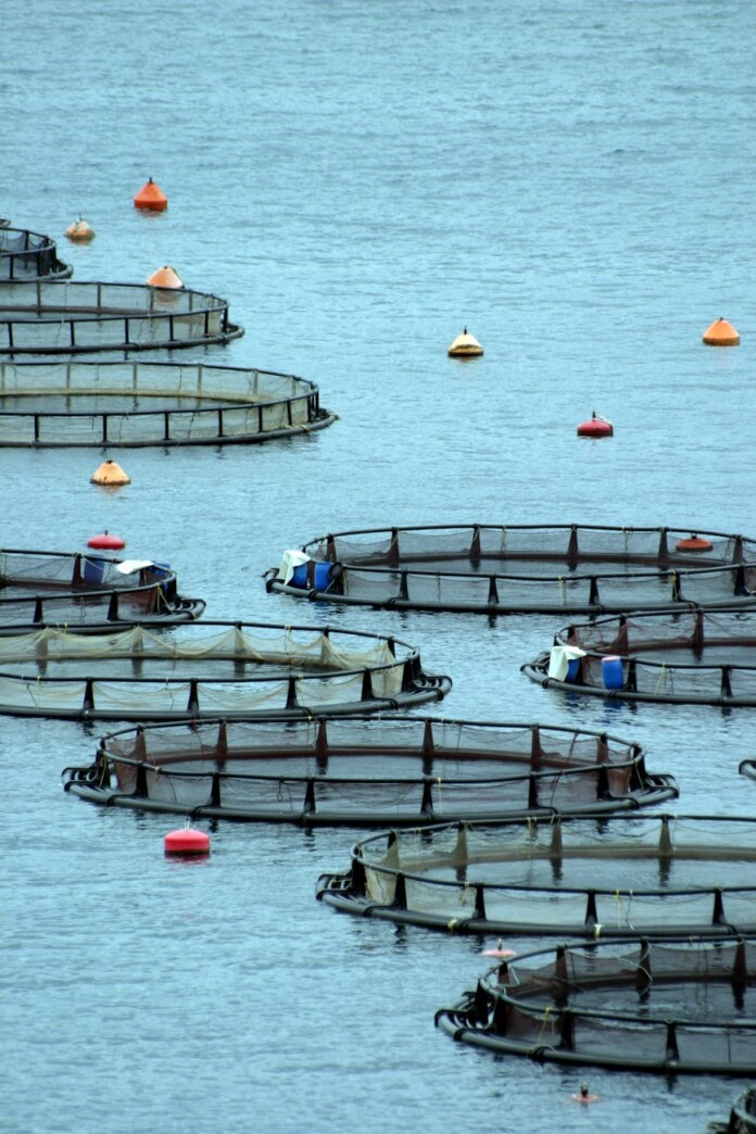 Bihar News: बिहार में Fish Farming सुधा डेयरी की तर्ज पर बिकेगी ताजी ...